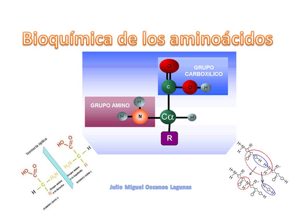 Bioquímica: Aminoácidos