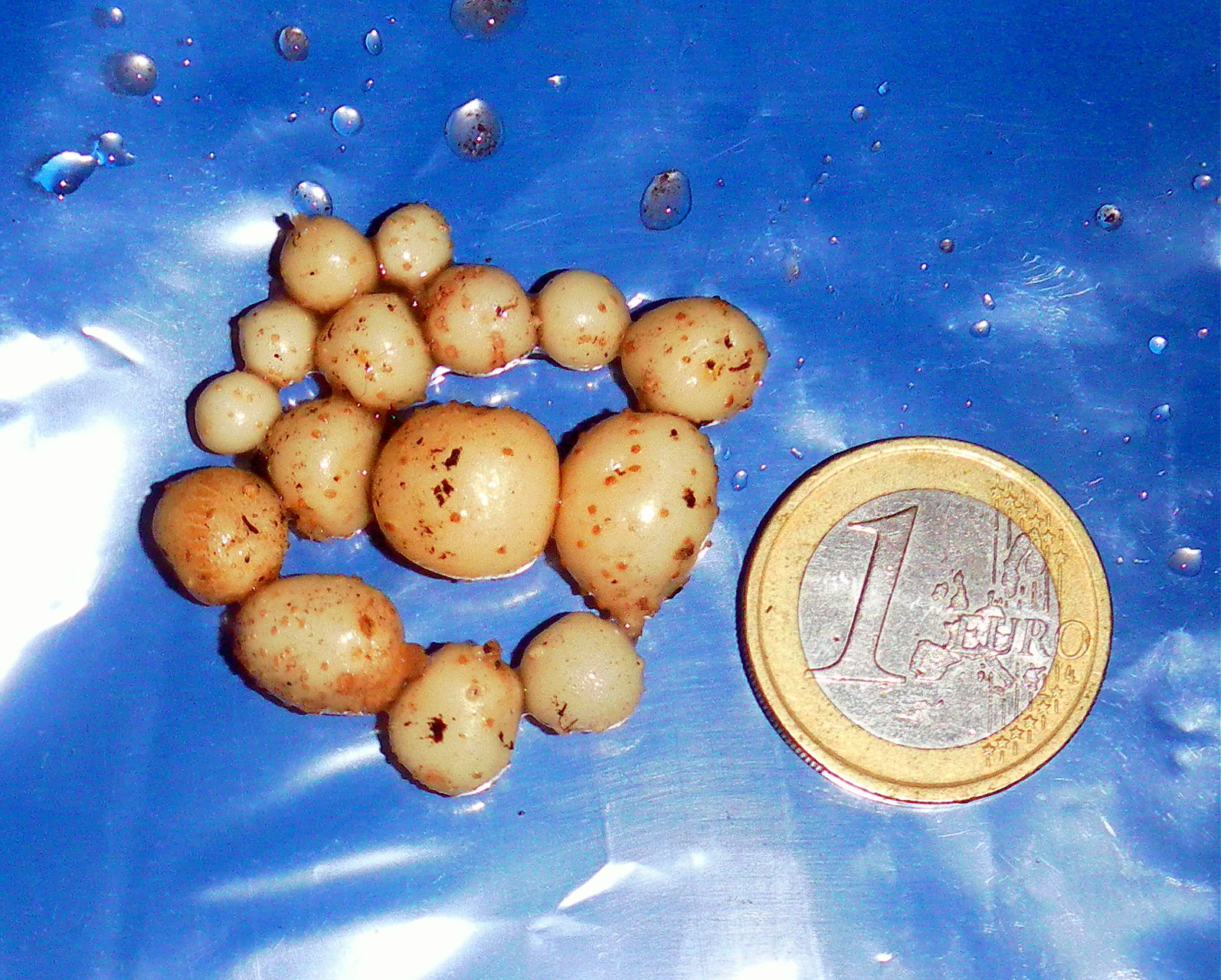 Scirpidiella's Plants: Wild Potatoes (Solanum sect. Petota)