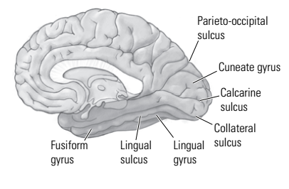 The occipital Lobe and the Eye