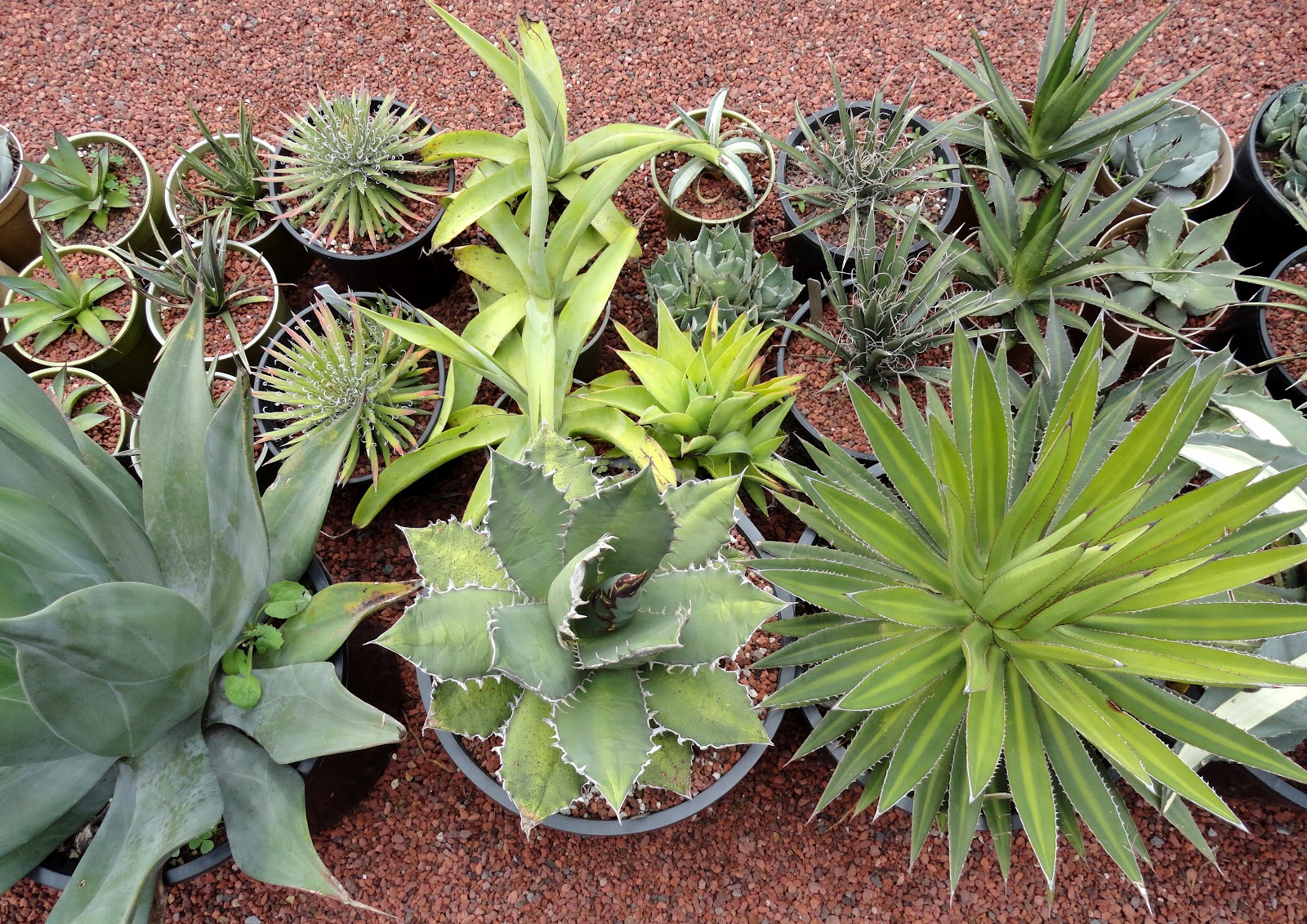 danger garden: Cactus Jungle, 2012 version