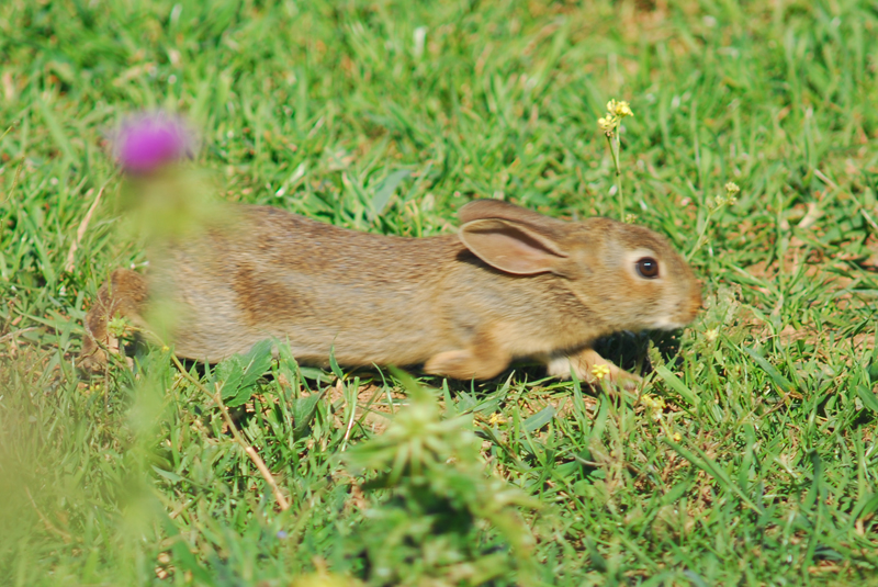 Birding Canarias: El conejo