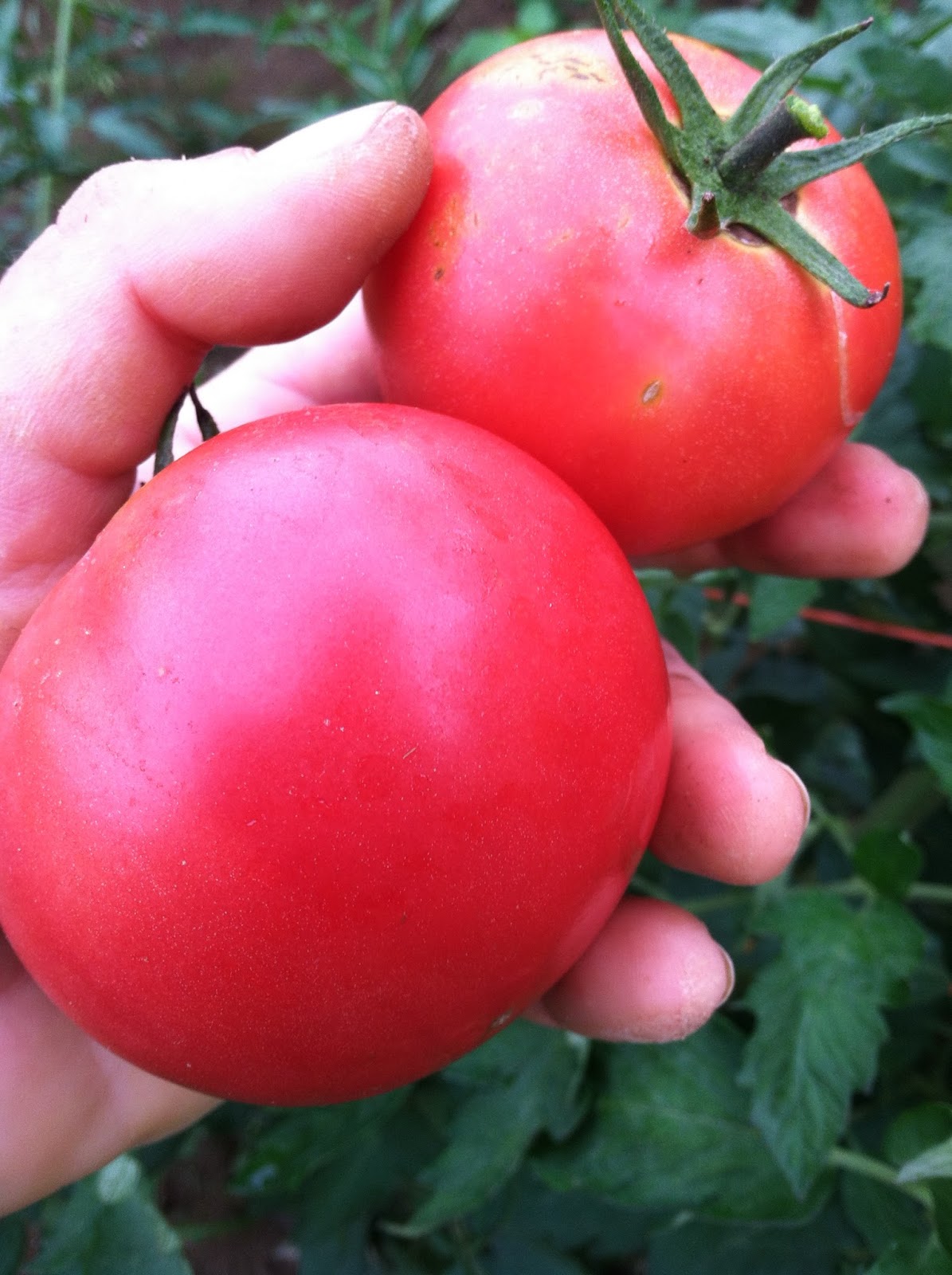 Tomato Tasting September 6th! - Stout Oak Farm