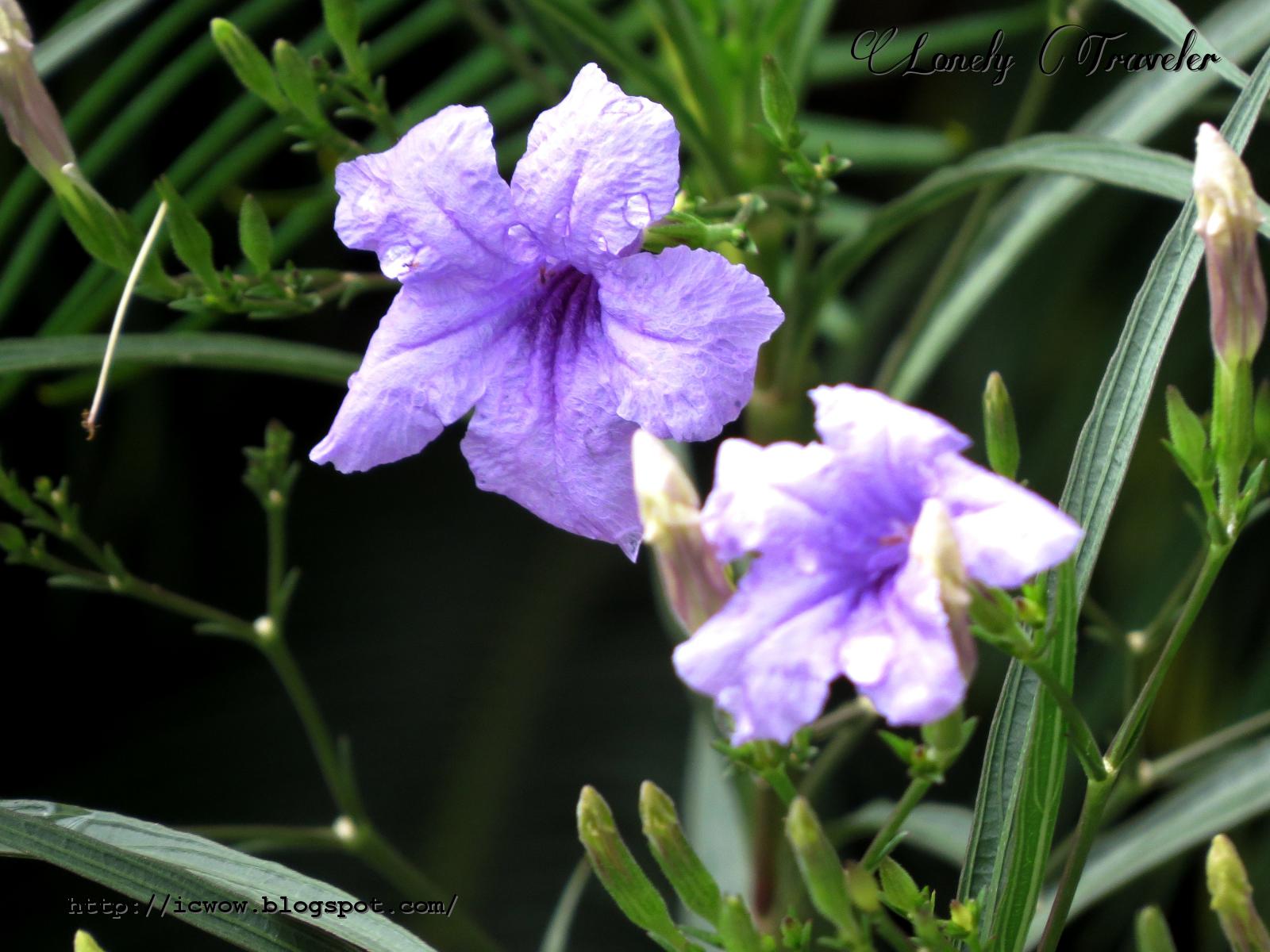 Desert Petunia - Ruellia simplex