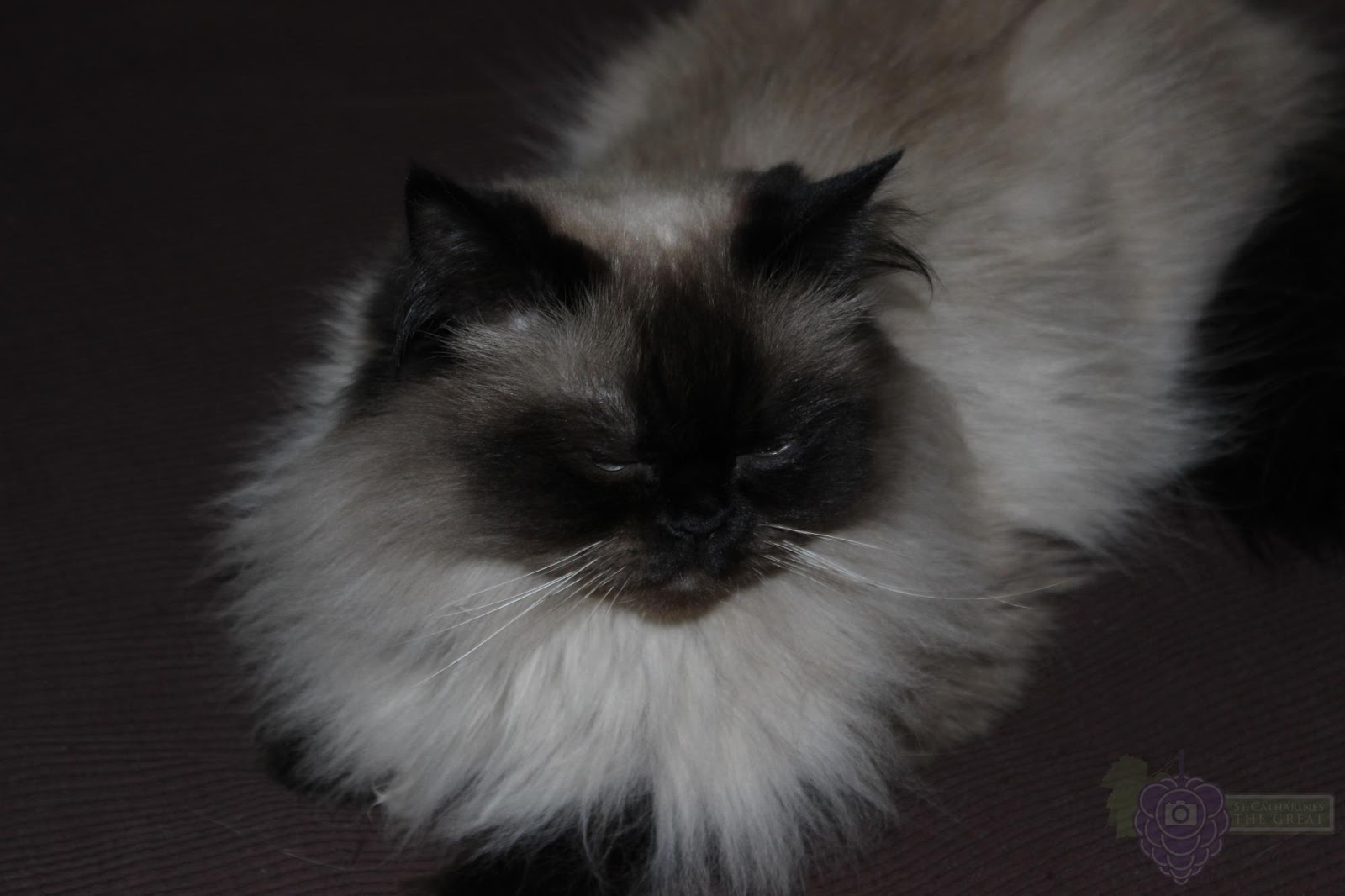SCG Niagara: Molly the Ragdoll Cat (St. Catharines) | NIAGARA'S PETS