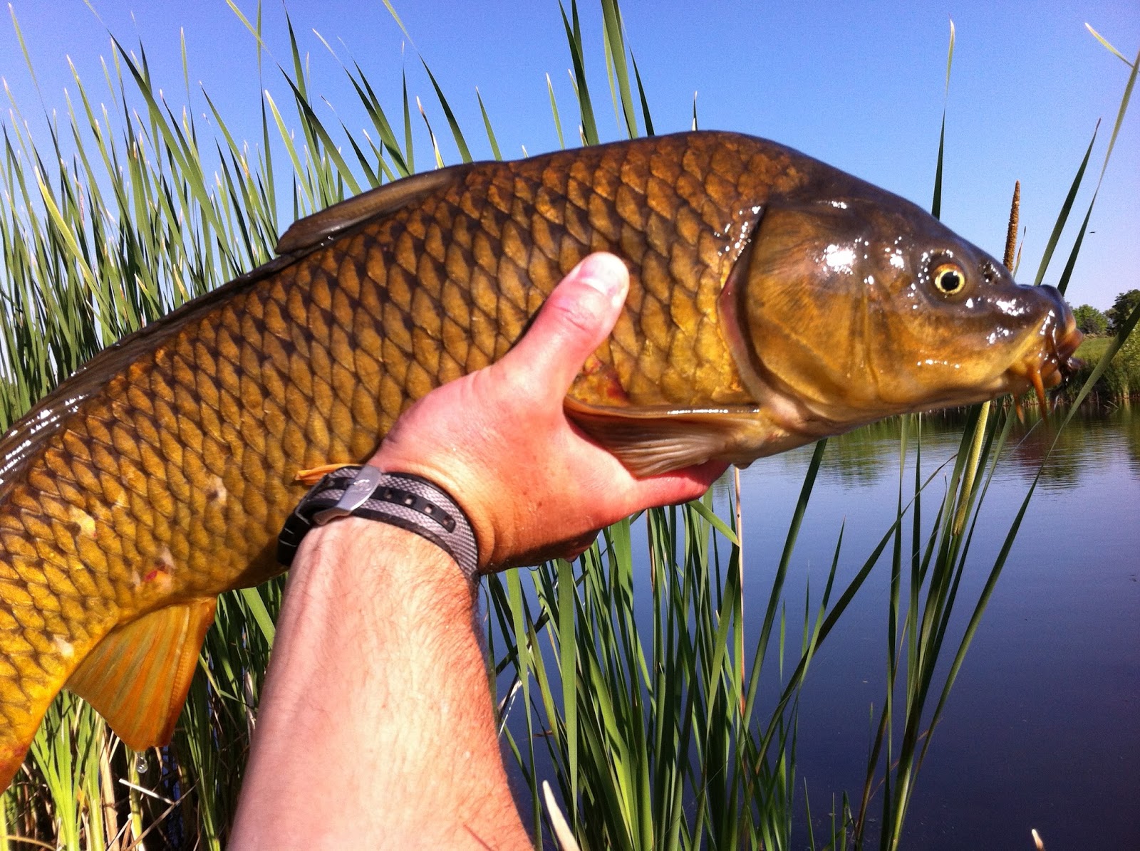 Go Fly a Carp: Colorado Carp Fly Fishing