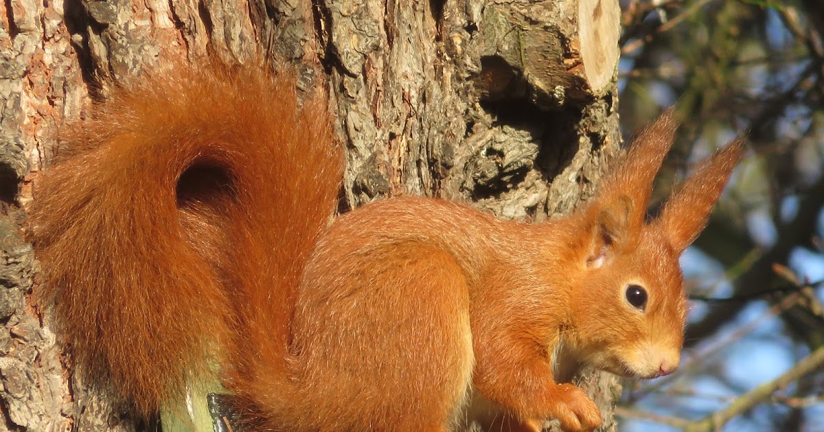 MERSEA WILDLIFE: TUFTY & TUFTLESS