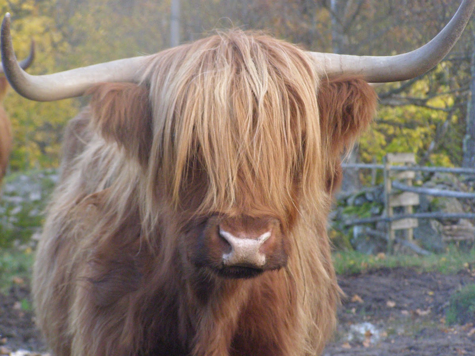 Herr Nilssons Fru : Kvinnan som pratar med djuren