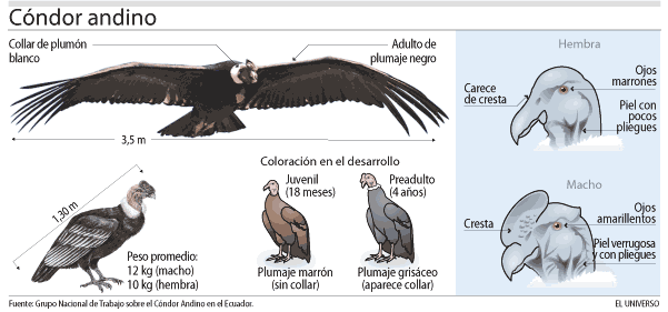 Museo Interactivo de Ciencia: Con relación al día del cóndor