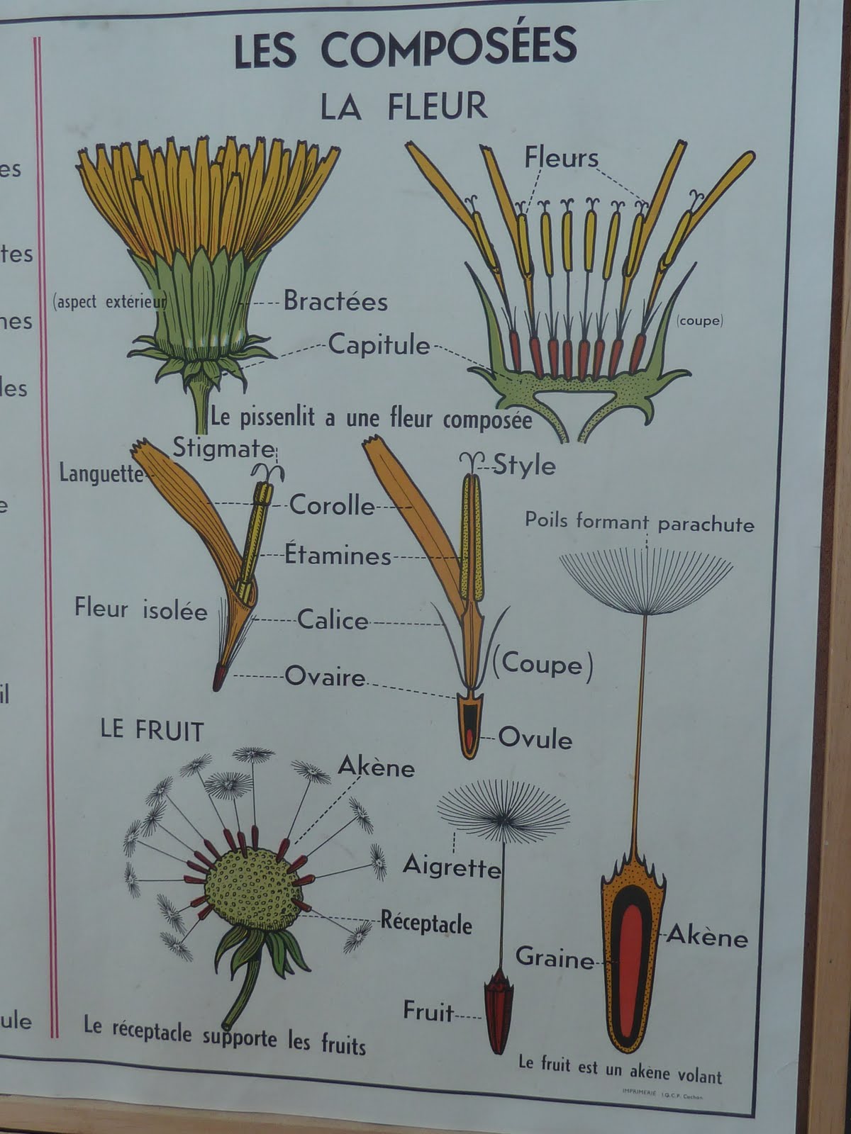 Ecole FMR 1000 Affiches scolaires: Fleurs et arbres maison des ...