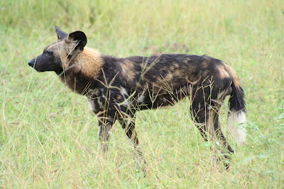The African Wild Dog | Few Facts & Photos | The Wildlife