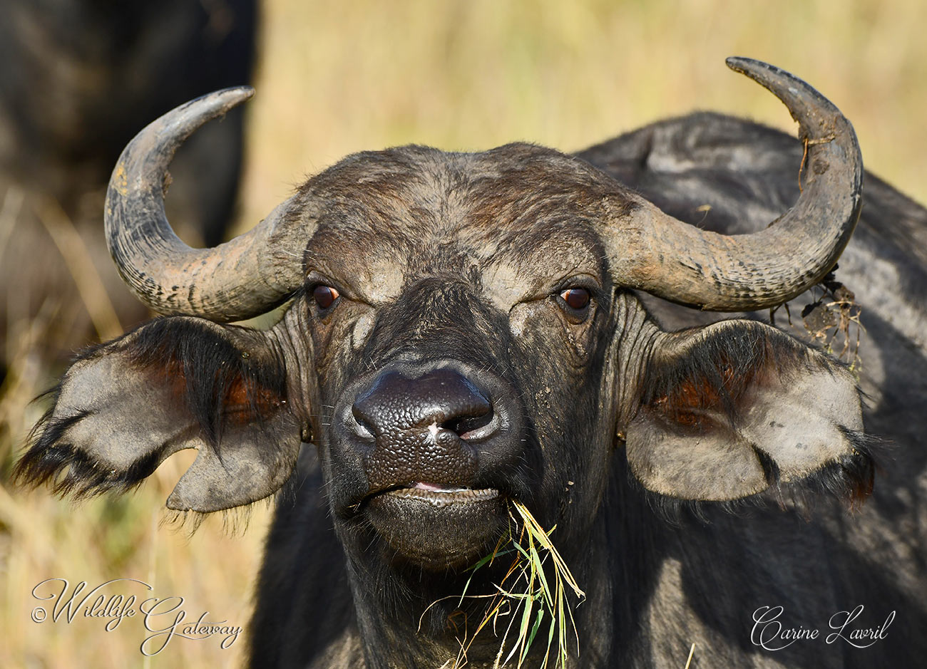 WILDLIFE GATEWAY: Le Buffle d'Afrique