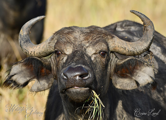 WILDLIFE GATEWAY: Le Buffle d'Afrique