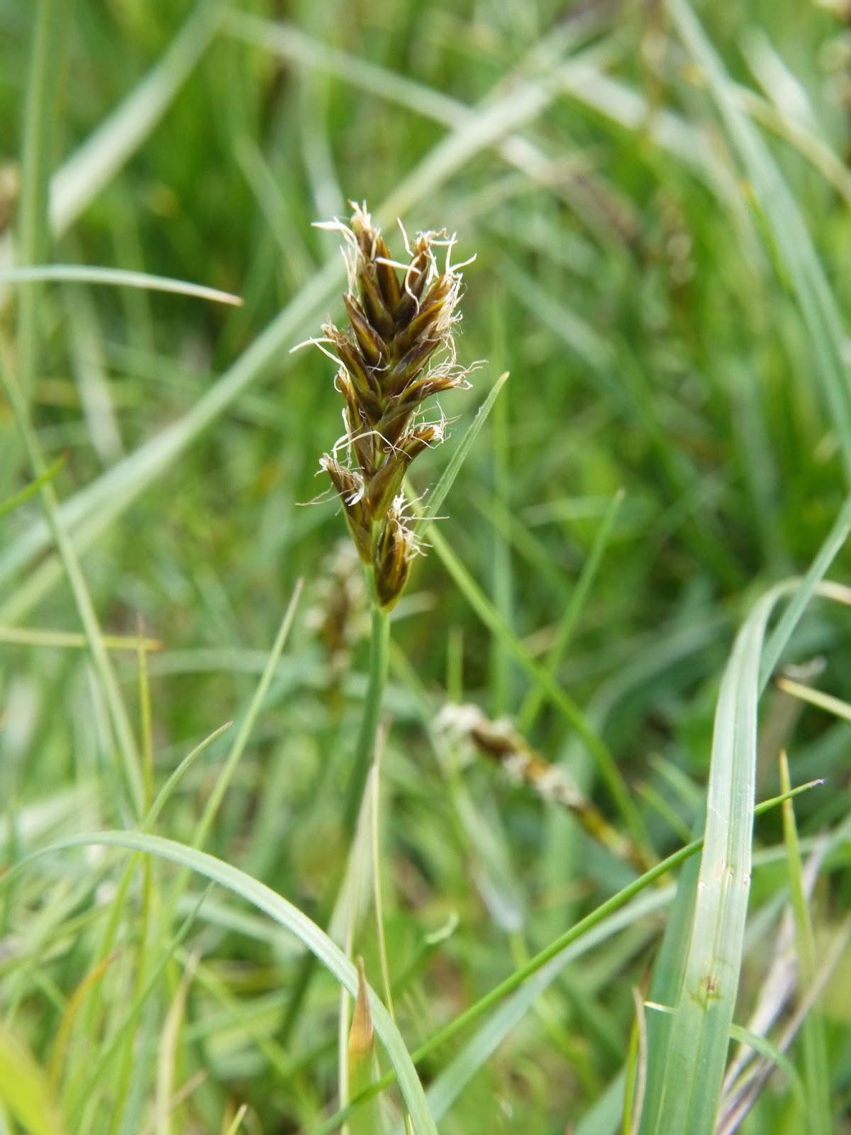 Northwest Norfolk Naturalists: Marsh Arrow-grass and Flat Sedge