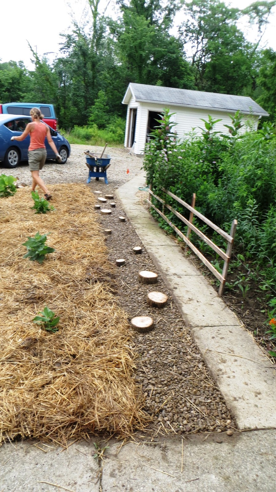 the common milkweed: Tree Cookie Path and Scrap-Wood Fence