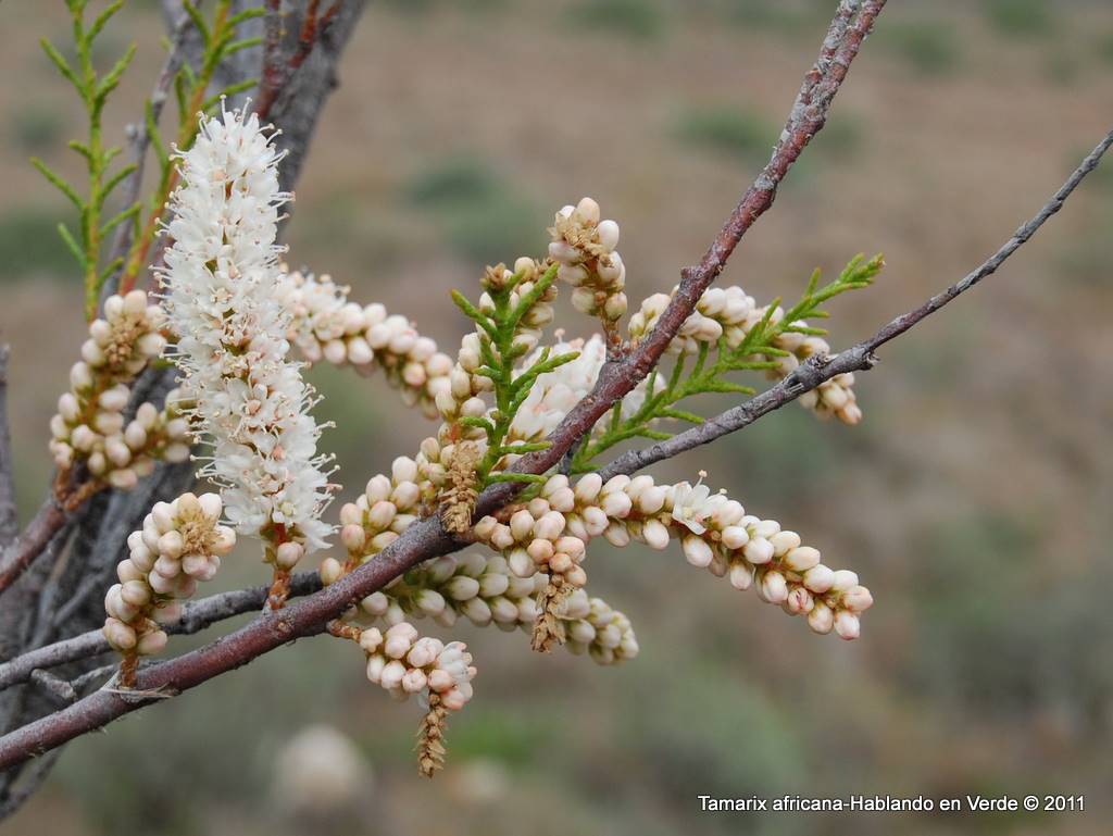 Hablando en verde: Tamarix africana (Taraje)