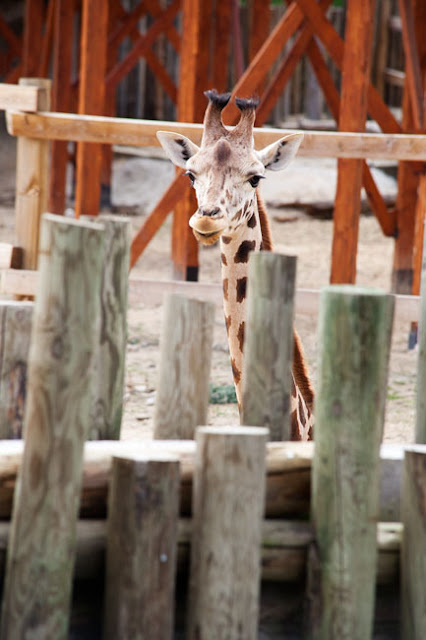 AUULLIDOS por LOBOLOPEZZ: #60. ANIMALADA - BEASTLY