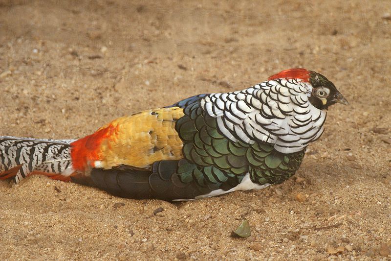 Aves: EL FAISÁN PLATEADO