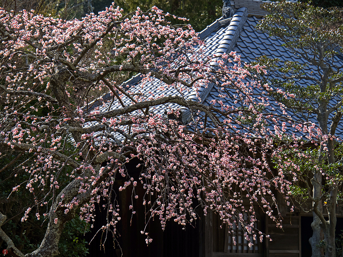 FROM THE GARDEN OF ZEN: Ume (Prunus mume) blossoms: Kaizo-ji