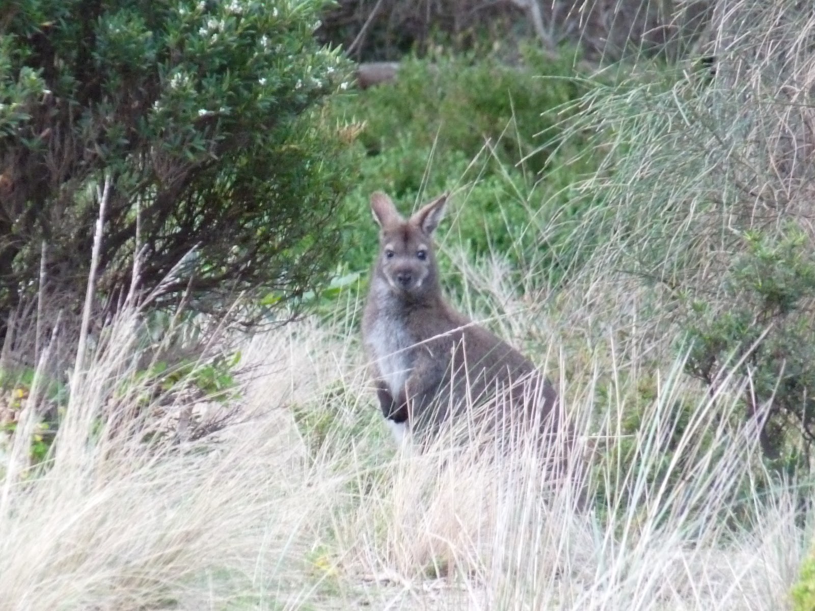 Simply Joolz: Animals in Tasmania