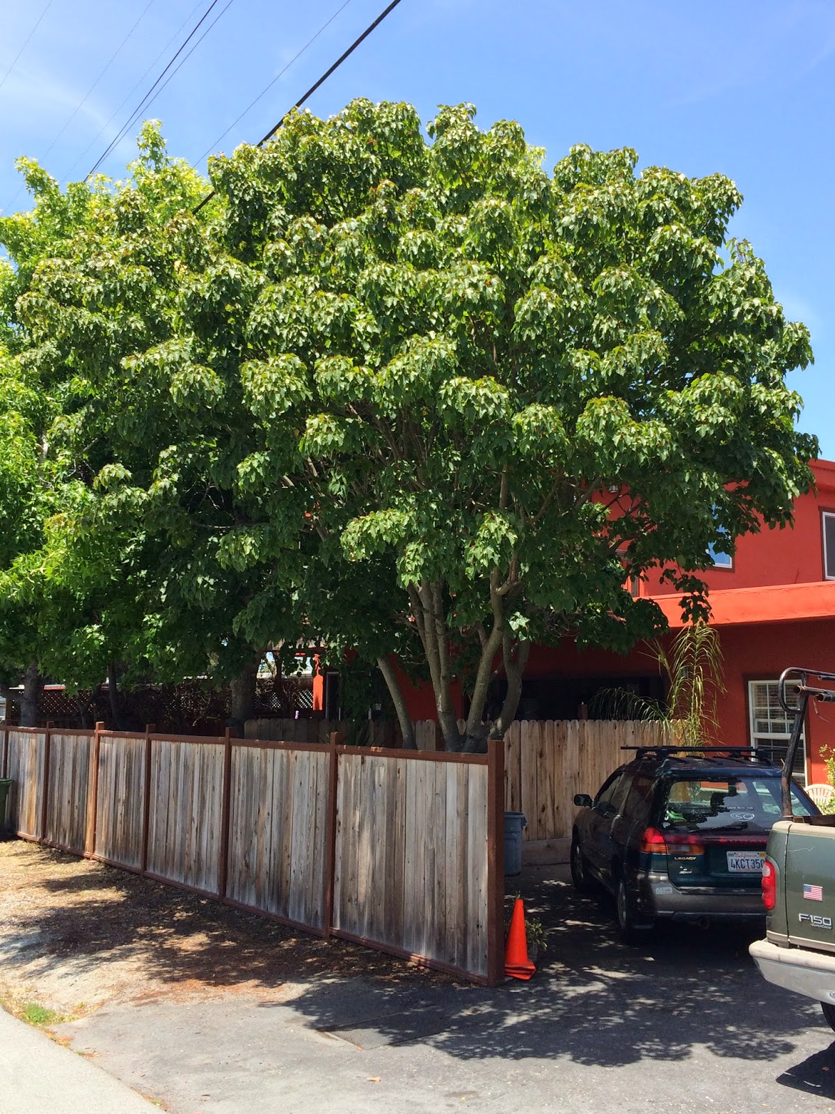 Trees of Santa Cruz County: Acer capillipes - Snake Bark Maple