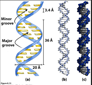 Z87 - DNA , RNA , Biochemistry: DNA 33 - Joe Stack and stacked DNA