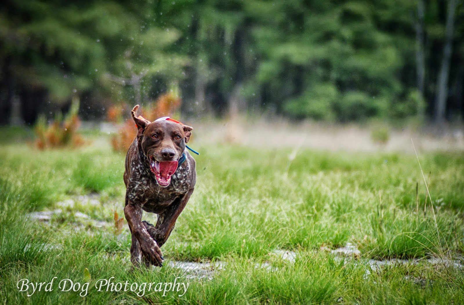 Hunting Dogs In Action