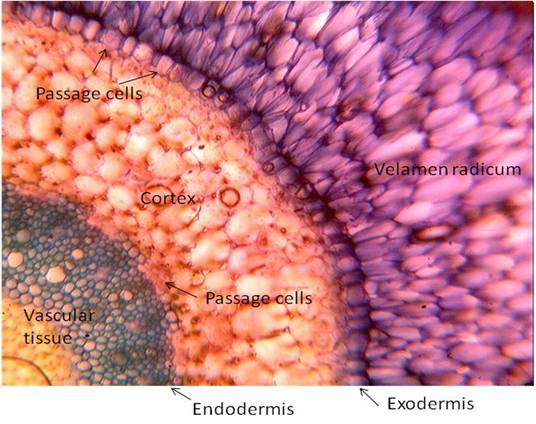Jaringan Permanen Pada Tumbuhan