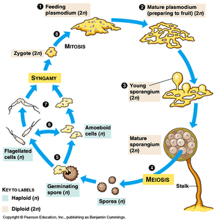 Never Stop Learning: Protista