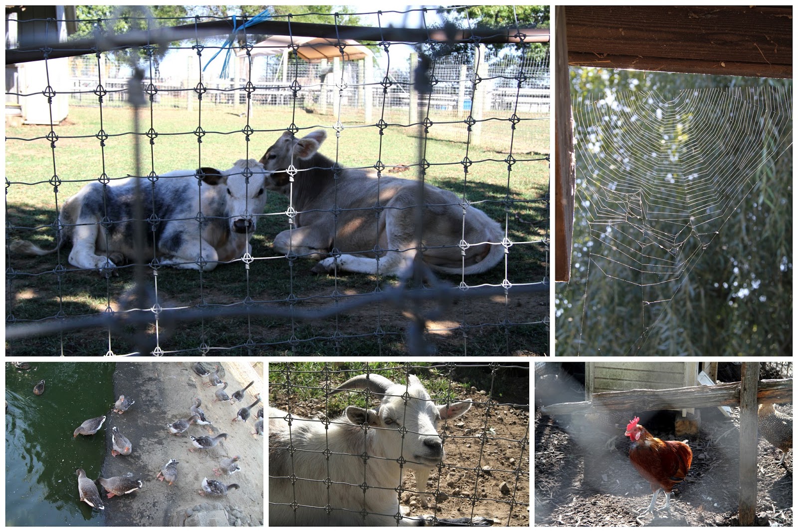 la famiglia: Morning at Linvilla Orchards