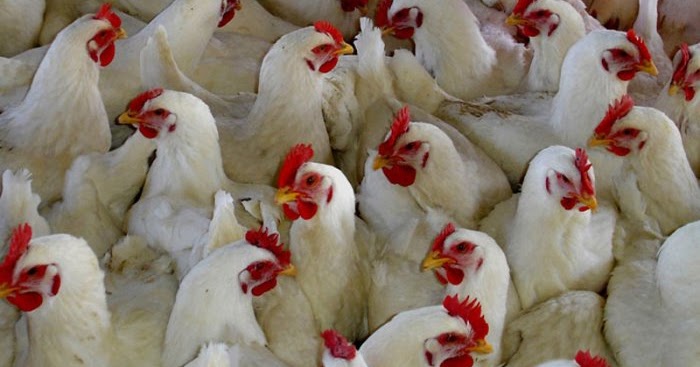 Nutrisi Ayam Ras Pedaging dan Petelur - Elinotes - Review By Eli Setiawan