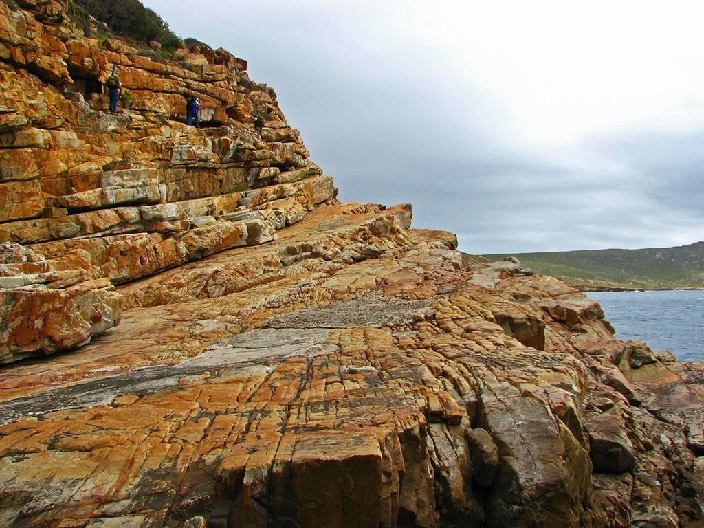 Cape Point Nature Reserve: Rooikrans I