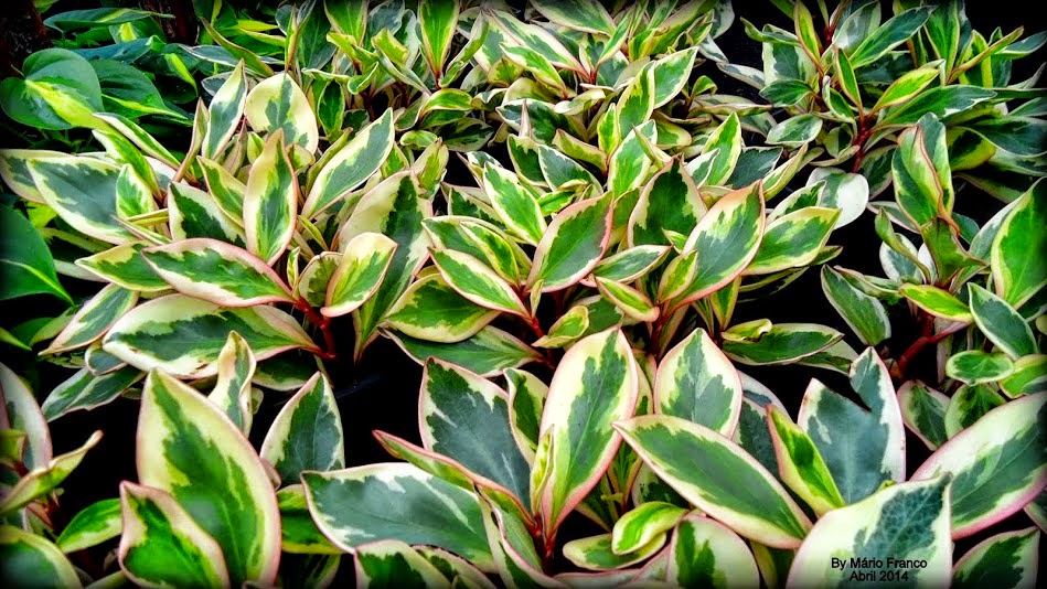Meu Cantinho Verde: PEPERÔMIA-TRICOLOR - ( Peperomia magnoliifolia )