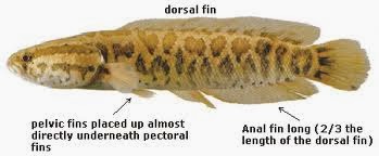 pet fish: African Snakehead fish is beautiful