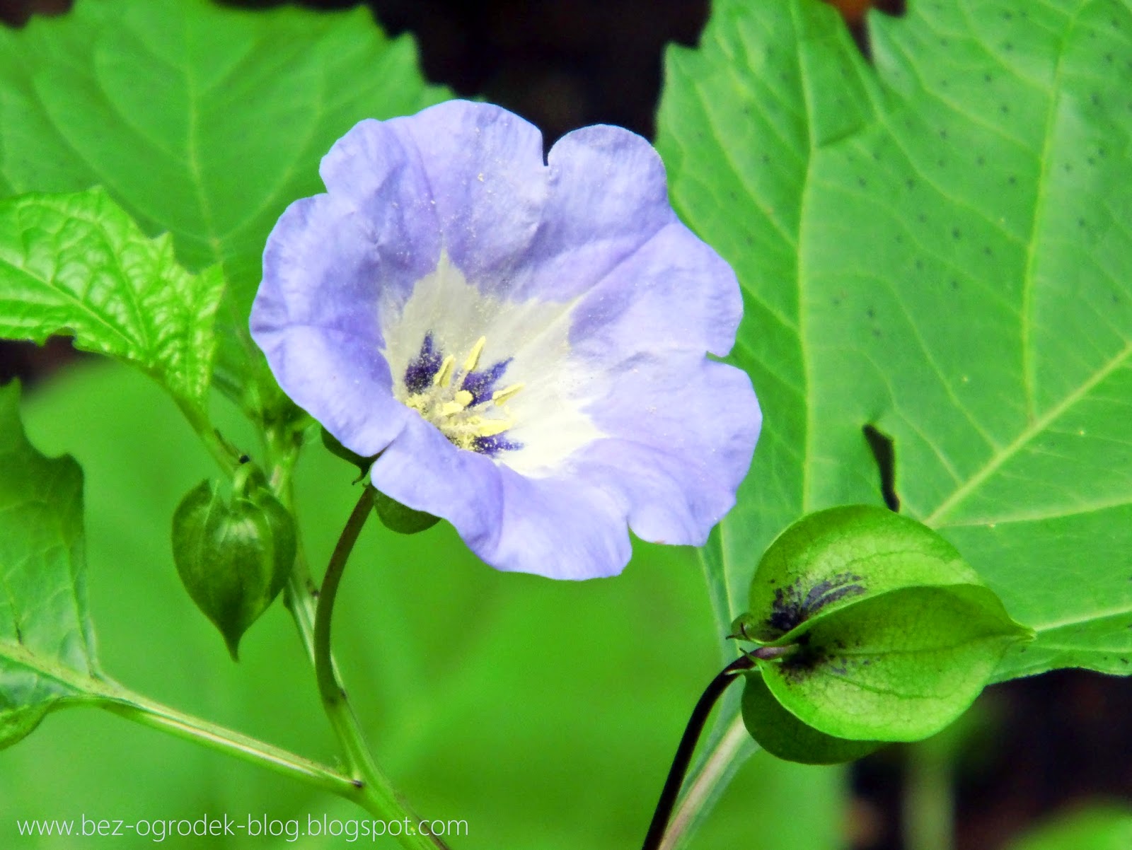 Nikandra - egzotyczny sposób na komary | BEZ OGRÓDEK | blog ogrodniczy