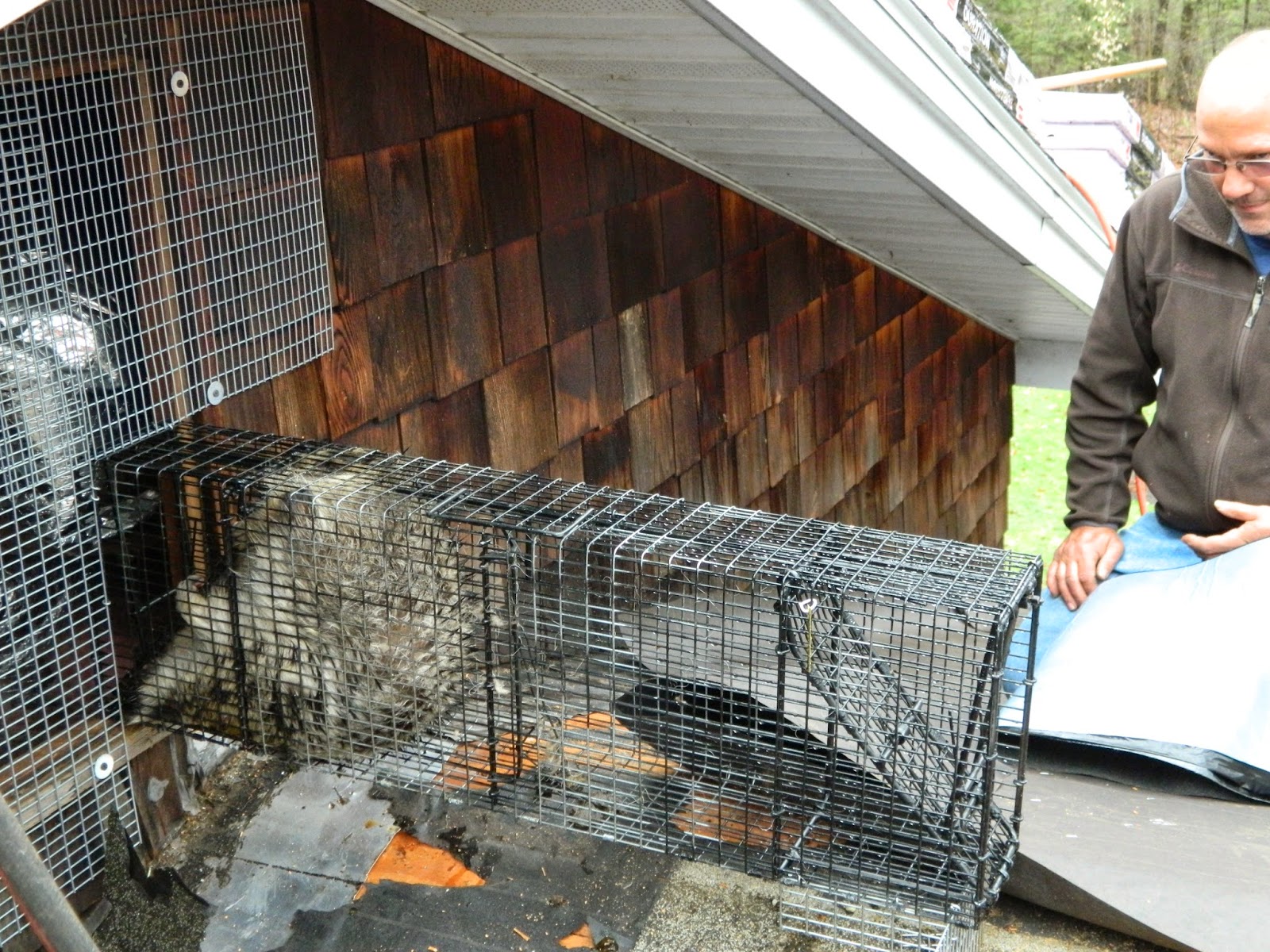 Comstock Cage Traps, In Action on the Line : http://comstockcustom.com ...