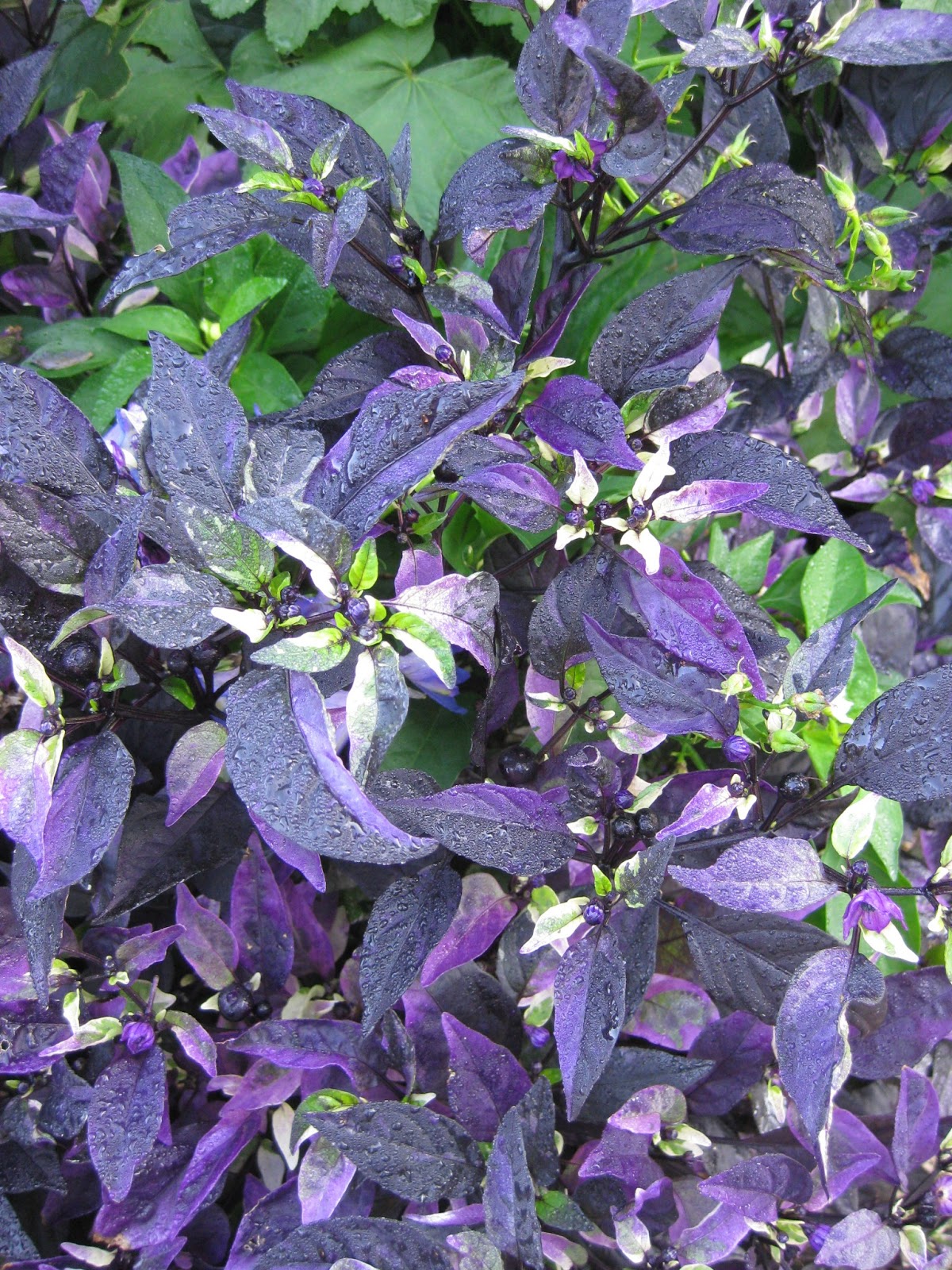 Rotary Botanical Gardens - Hort Blog: A True "Ornamental Edible"