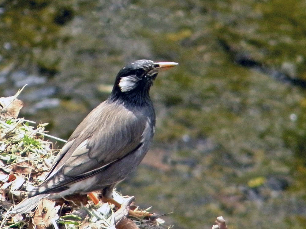 Birds and Nature Photography @ Raub: Birds from Japan