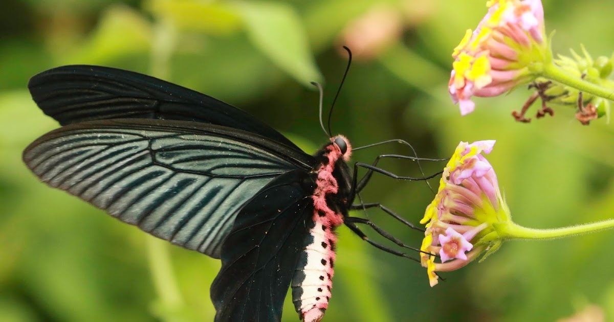 Butterflies of Vietnam: 259. Atrophaneura aidoneus aidoneus (The Lesser ...