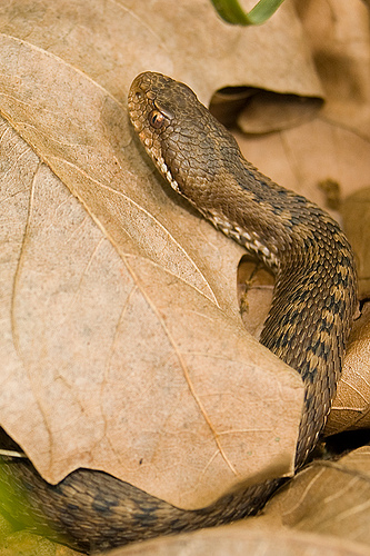 clube de montanhismo de braga: VÍBORAS DO PARQUE NACIONAL DA PENEDA GERÊS