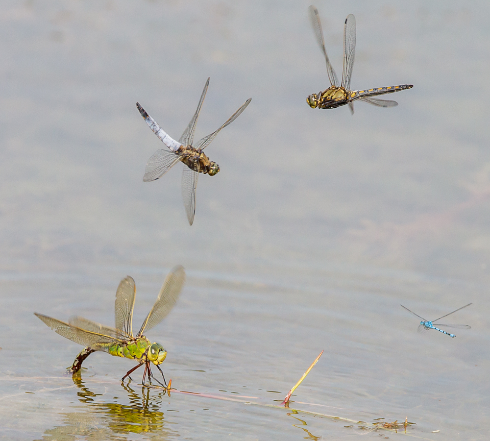 Ann Miles Blog: Dragonfly Pools at Their Best