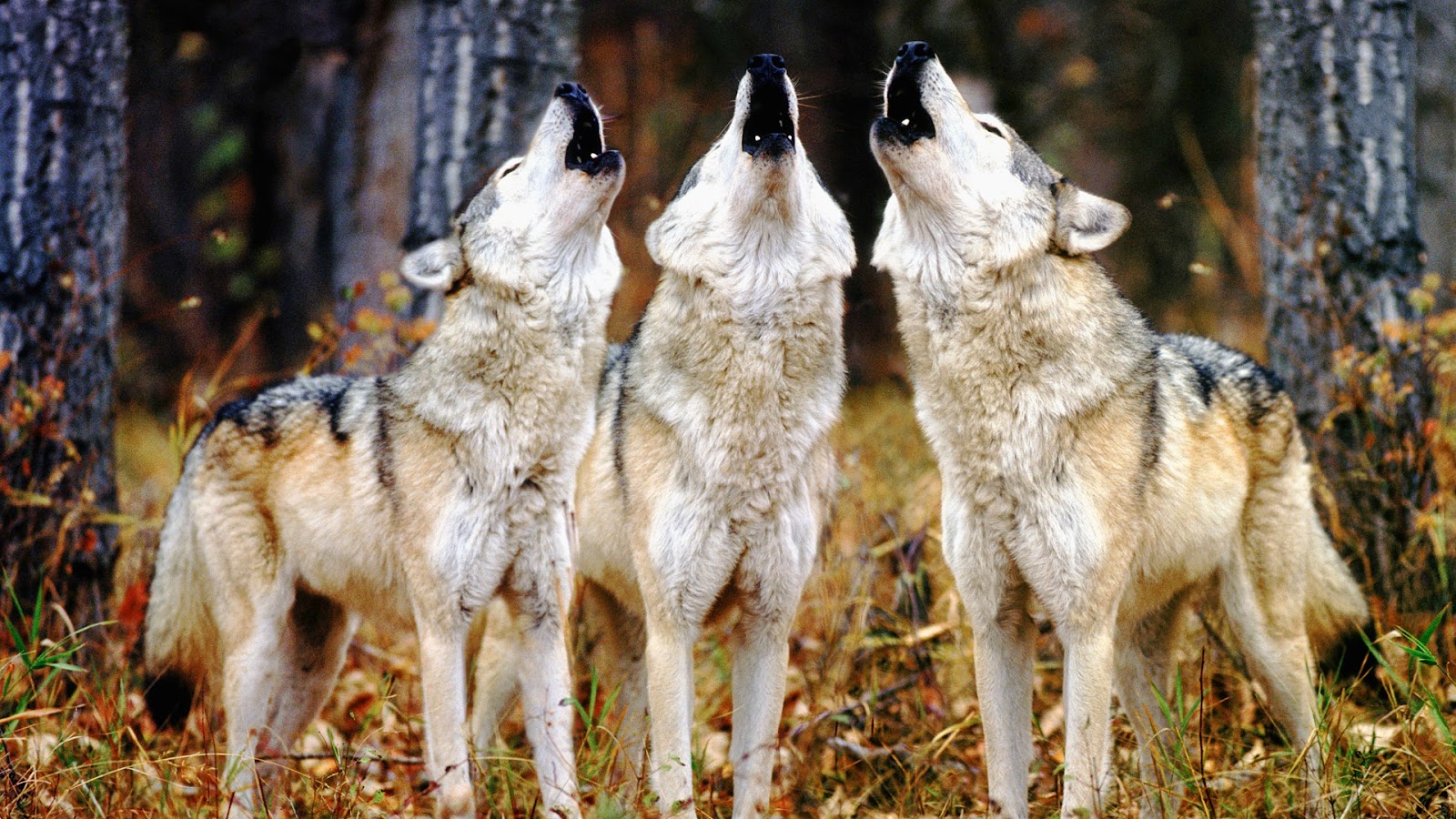 White Wolf : 42 Amazing Truths About Wolves Everyone Should Know