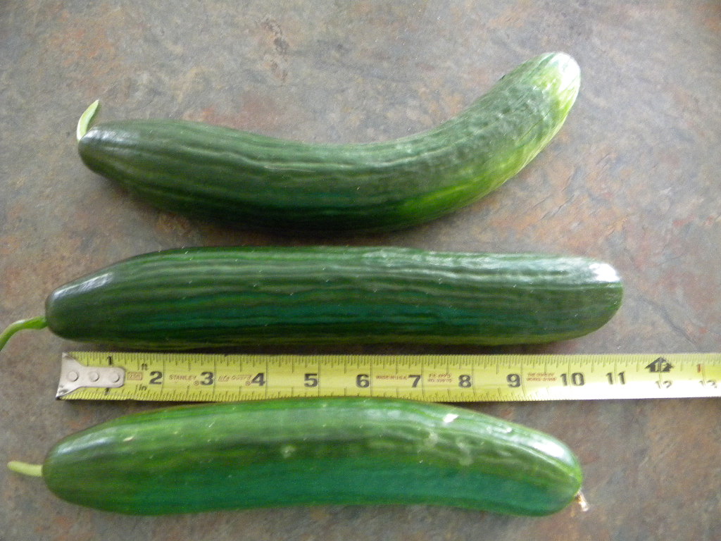 Clifford Manthey Photography: Cucumbers Hydroponic the 4 Th Week 1.3 LBS