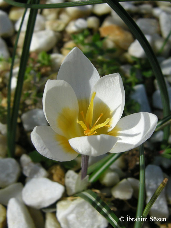 The Country Of Crocuses: Crocus candidus