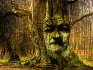 Tarot Badajoz ( Escuela de Misterios) : Magia verde