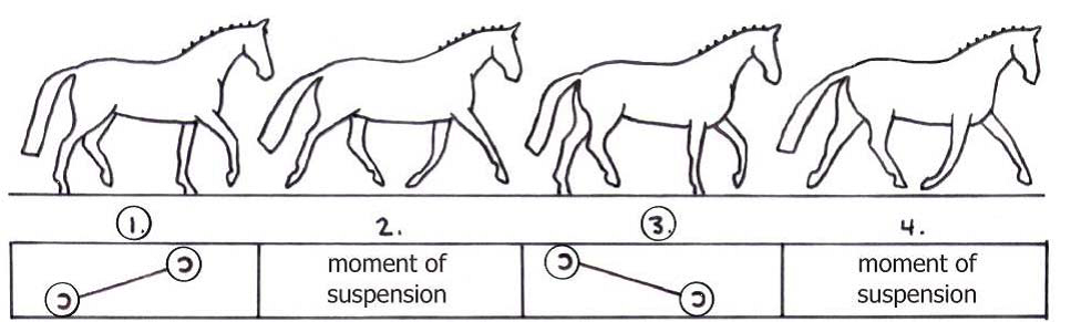 Dressage for Dads: Going through the Paces
