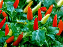 CABAI: Cara Berkebun dan Menanam Cabe Rawit Merah di Pot