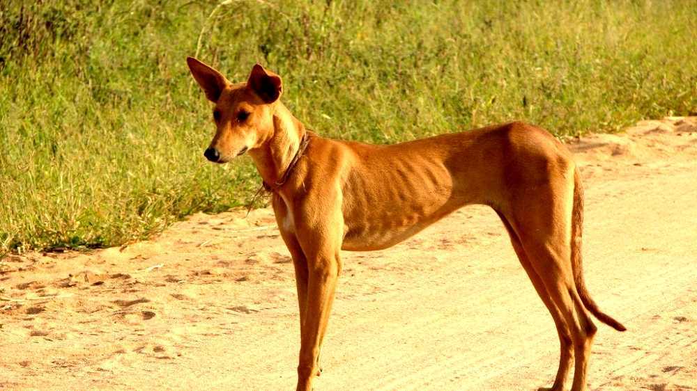 African village dog