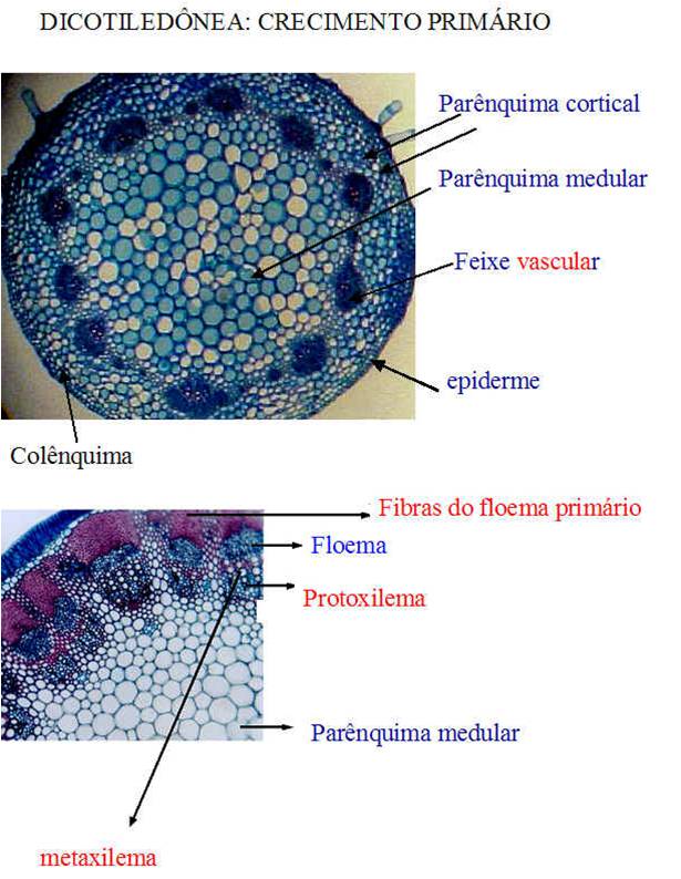 Asteraceae: Organização primária e secundária do caule.