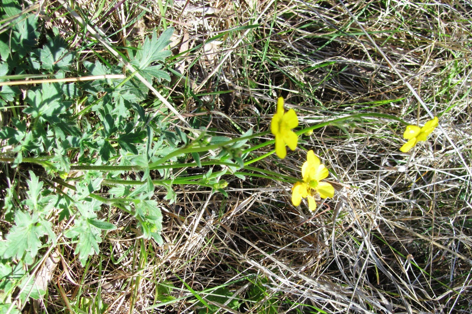 Australian Buttercup - Ranunculus lappaceus Oct 2012