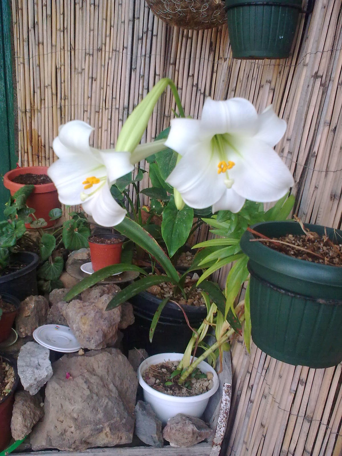 Flortografía: Las azucenas, nuestras flores del mes de mayo